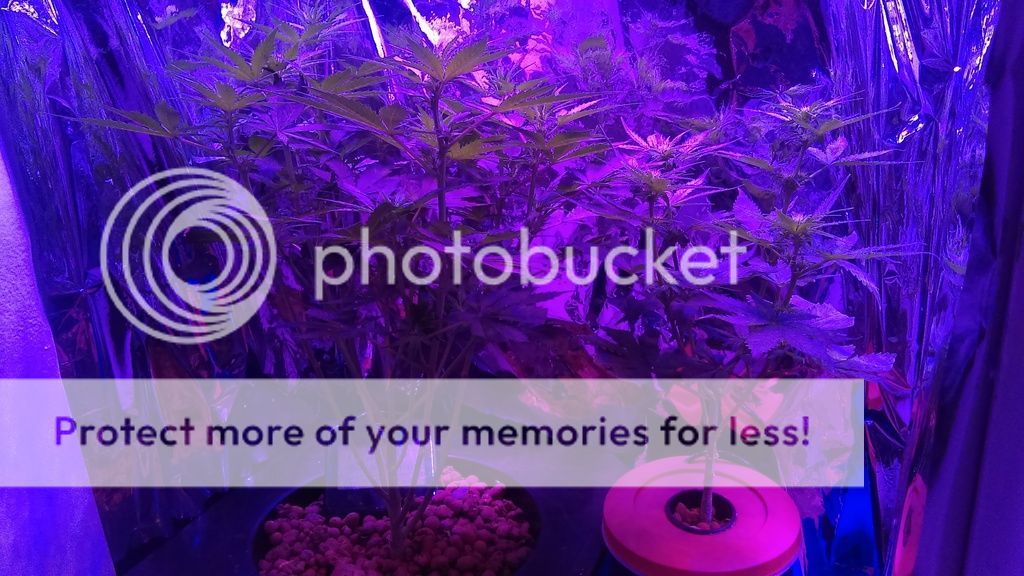 First time Dwc (Autoflower Grow) 300 watt led closet grow ! | Grasscity ...