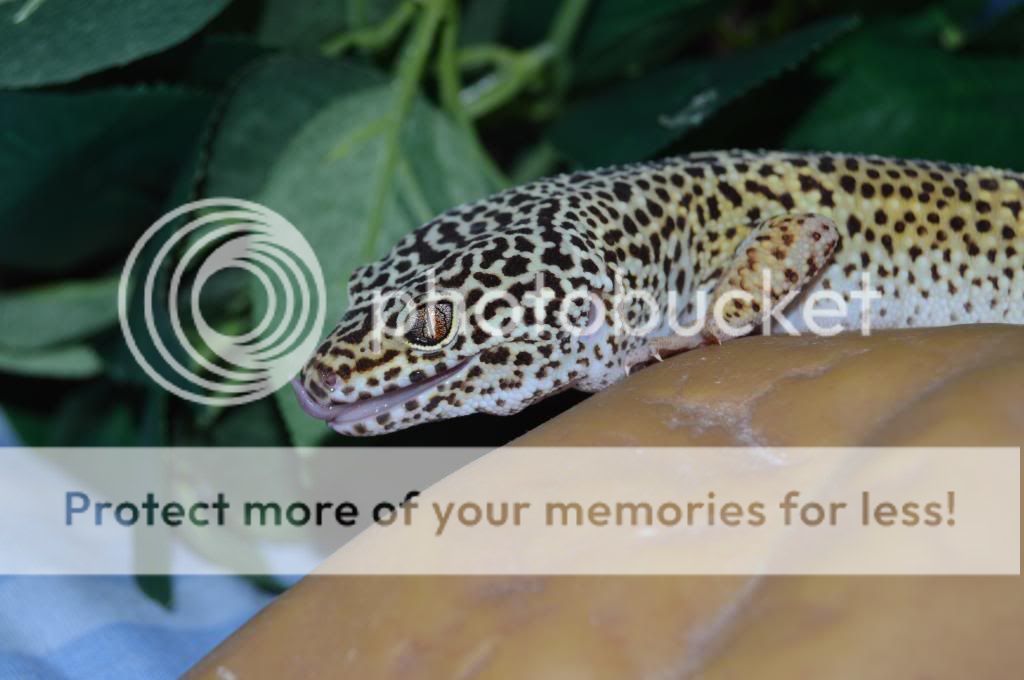 E Midlands - 3 Leopard Geckos for Sale | Reptile Forums