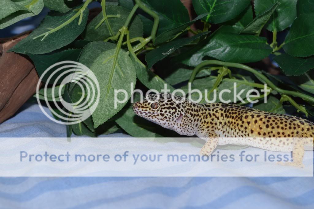 E Midlands - 3 Leopard Geckos for Sale | Reptile Forums