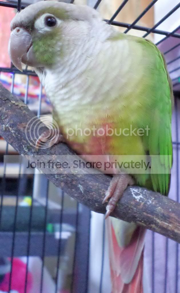 Which species of Conure(s) do you live with? | Page 2 | Avian Avenue ...