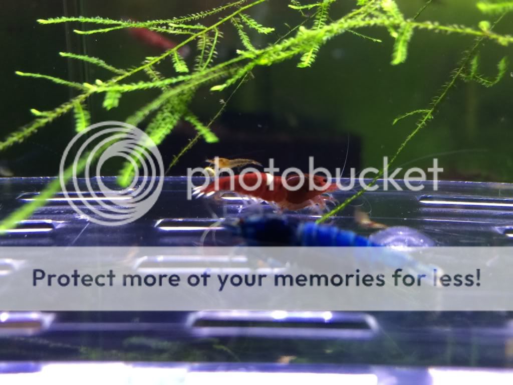 A blue bolt that could rival bluebolt's blue bolts? - Taiwan Bee Shrimp ...