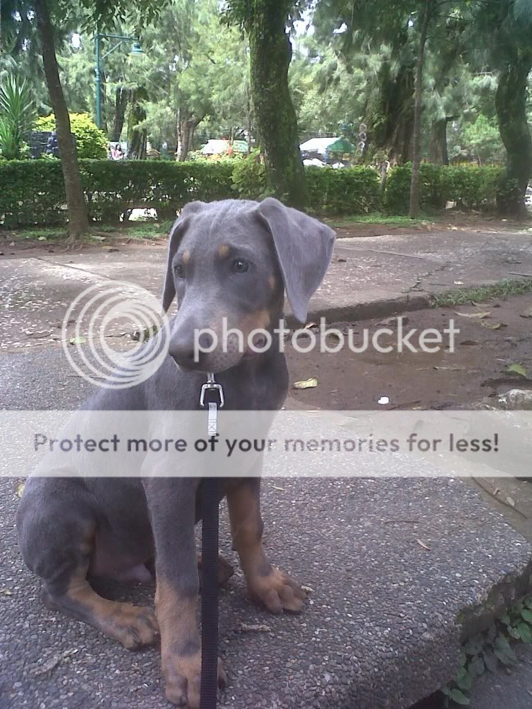 Hello from the Philippines! | Doberman Forum : Doberman Breed Dog Forums